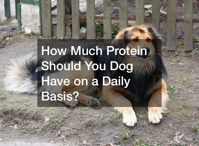 How Much Protein Should You Dog Have on a Daily Basis? - Food Talk Online